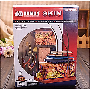 DEAVER Skin Structure Model,19 Detachable Parts Human Skin and Hair Organ Anatomy Model Medical Teaching Model,for Medical Educational Training Aid,Study Display