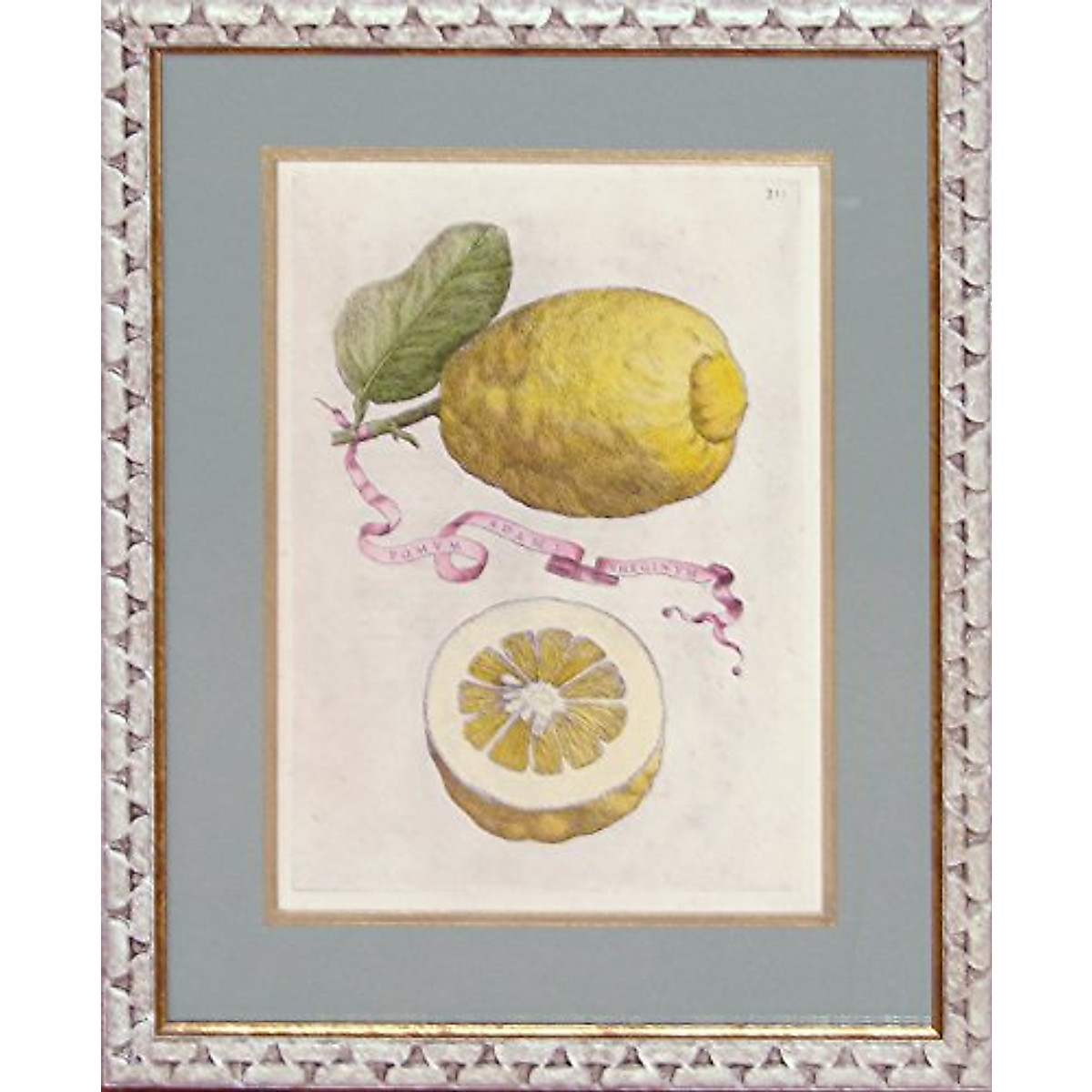 Plate 311: Pomvm Adami Rhegimvm