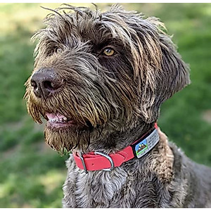 LYP Soundless Slide-On Collar Dog ID Tag - Designer Deep Engraved Silicone – Engraving Will Last - Pet ID Tags, Dog Tags, Cat Tags (Paw - Hot Pink, Medium)