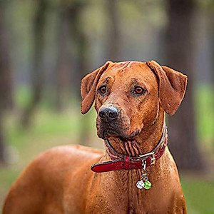 Aoche Pet Bells for Dog Cat Collar 6 pack,Charm Pet Pendant Accessories with1 Pack Stainless Steel Keychain (XS)