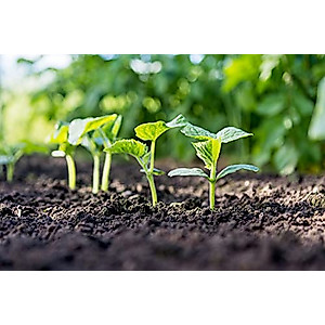 "Crispy Green" Cucumber Seeds for Planting, 25+ Seeds Per Packet, (Isla's Garden Seeds), Non GMO & Heirloom Seeds, Botanical Name: Cucumis sativus, Great Home Garden Gift