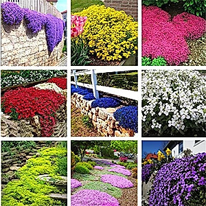 zcbang Creeping Thyme Seeds Mixed Color 200+Pcs Cress Perennial Ground Garden Cover Flowers