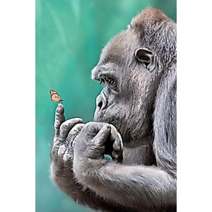 Gorilla Inspecting Butterfly on Finger (36x54 Giclee Gallery Art Print, Vivid Textured Wall Decor)