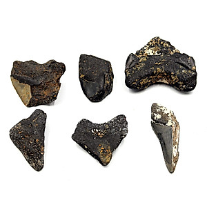 Megalodon Teeth Lot of 6 Fossils w/6 info Cards Shark #15670 34o