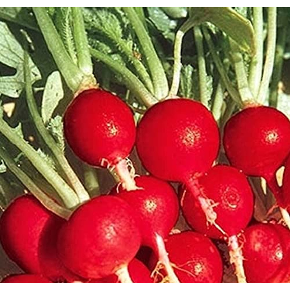 100 Champion Radish Seeds | Non-GMO | Fresh Garden Seeds