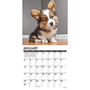 Just Corgi Puppies 2021 Wall Calendar (Dog Breed Calendar)