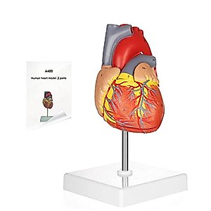 Merinden Human Heart Model for Anatomy,Working Heart Model,Human Body Heart Model with Magnets on Base,2-Part Life Size Anatomically Accurate Numbered Heart Medical Model with 48 Anatomical Structures
