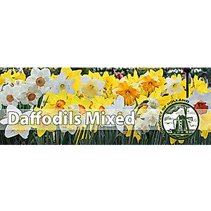 Mixed Daffodils (25 Bulbs) - Assorted Colors Daffodil Narcissus Bulbs by Willard & May