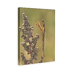 Insects Animals Prayer Mantis Canvas Poster Bedroom Decor Sports Landscape Office Room Decor Gift,Canvas Poster Wall Art Decor Print Picture Paintings for Living Room Bedroom Decoration 16x24inchs(40x