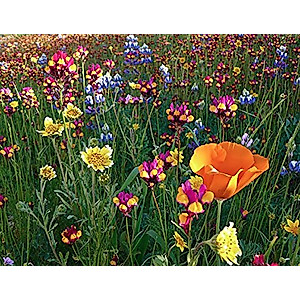 Perennial Wildflower Mix, 600+ Flower Seeds Per Packet, (Isla's Garden Seeds), Blend of 17 Various Perennial Wildflowers, Non GMO & Heirloom Seeds