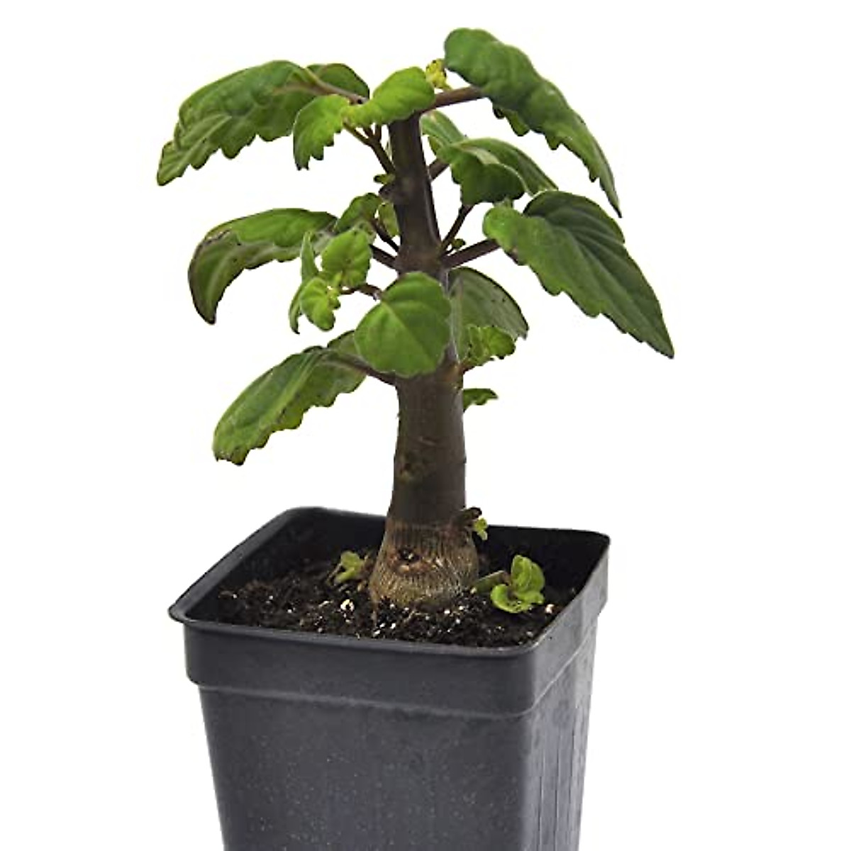 Plectranthus Ernstii Caudex, Bonsai Mint, Caudex, Caudiciform Plectranthus, Spurflower, Upright Plant or Bonsai, Fragrant with Spicy Scent, ContainerSize: 3" (2.6x3.5"), Winterized 2Day Shipping