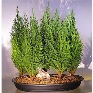 Italian Cypress Bonsai Tree Seeds for Planting | 50 Seeds | Exotic Evergreen Tree Seeds to Grow, Great for Bonsai, Evergreen