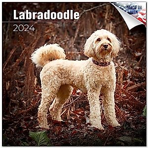 2023 2024 Labradoodle Calendar - Dog Breed Monthly Wall Calendar - 12 x 24 Open - Thick No-Bleed Paper - Giftable - Academic Teacher's Planner Calendar Organizing & Planning - Made in USA