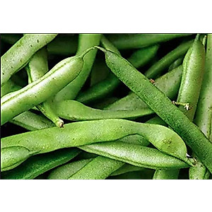 Blue Lake Bush Green Bean Seeds, 50+ Heirloom Seeds Per Packet, Non GMO Seeds, (Isla's Garden Seeds), Botanical Name: Phaseolus vulgaris