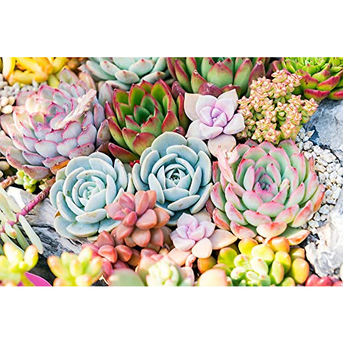 Live Succulent Plants (5 Pack), 2" Live Succulents Fully Rooted in Grower Pots, Succulent Plants Live, by The Succulent Cult