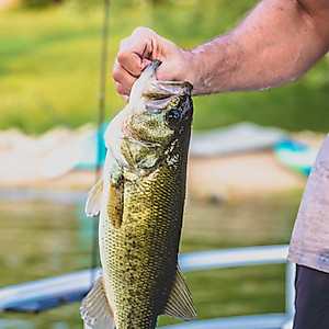 MadBite Ned Rig Jig Hook Kits, Finesse Mushroom Jig Heads for Soft Lures (Green Pumpkin (Wide Gap), 3/16 oz)
