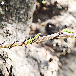 Wazakura Anodized Aluminum Bonsai Wire Kit 2 Sizes (1.5mm + 2.0mm) Made in Japan, 2 Roll Bonsai Training Wire Starter Set - 1.5mm & 2.0mm, Black