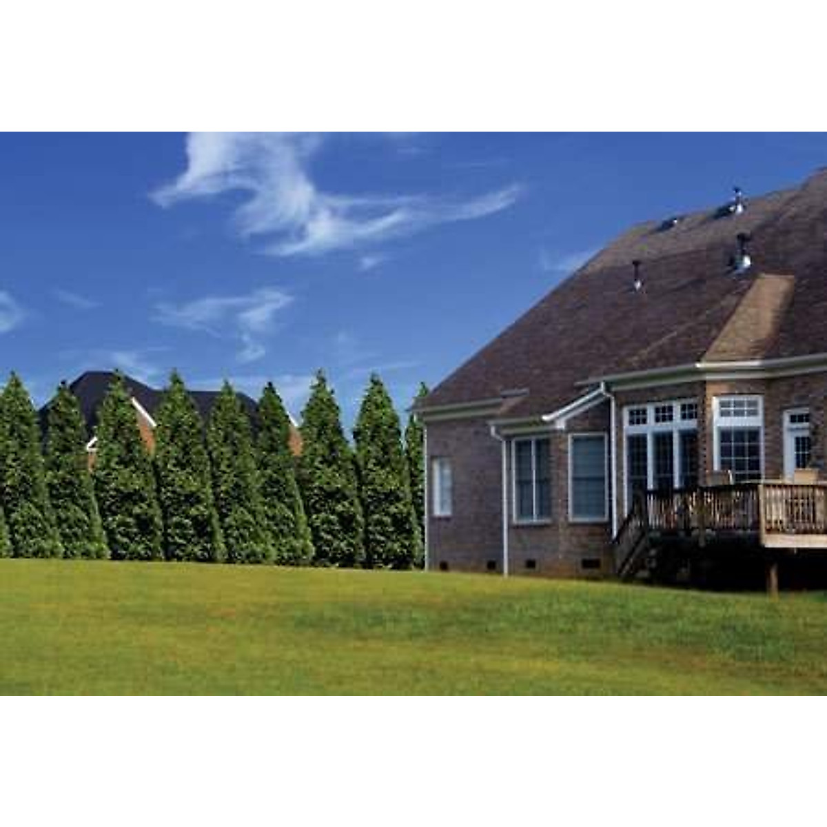 Thuja Arborvitae Green Giant - 10 Live Quart Size Plants - Evergreen Privacy Trees