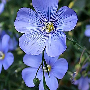 1Package of 25000-500000 Seeds, Perennial Wildflower Mixture (100% Pure Live Seed) Non-GMO Seeds (50g)