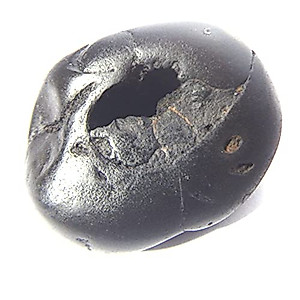 Sarovattam Narayan Purushottam Maha Vishnu Shaligram Nepal Kali Gandaki