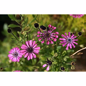 African Daisy Rare Blue Purple Daisy Flower Seed for Planting