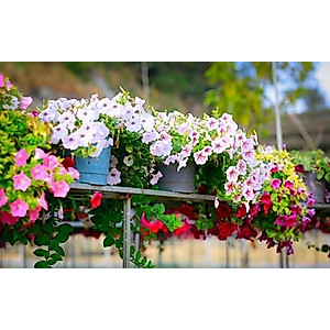5000+ Petunia Seeds - Mixed Rainbow Color, Bonsai, Grandiflora Flowers, 1500 mg Heirloom Seeds, Flower Seeds, Pollinator Garden, Open Pollinated, Non-GMO, Indoor and Outdoor