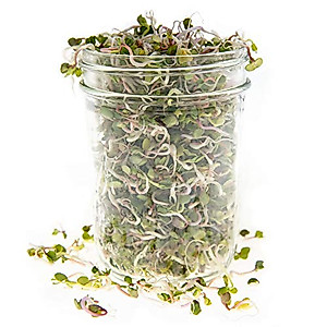 Rainbow Radish Sprouting Seeds Mix | Heirloom Non-GMO Seeds for Sprouting & Microgreens | Contains Red Arrow, Purple Triton & White Daikon Radish Seeds 1 lb Resealable Bag | Rainbow Heirloom Seed Co.