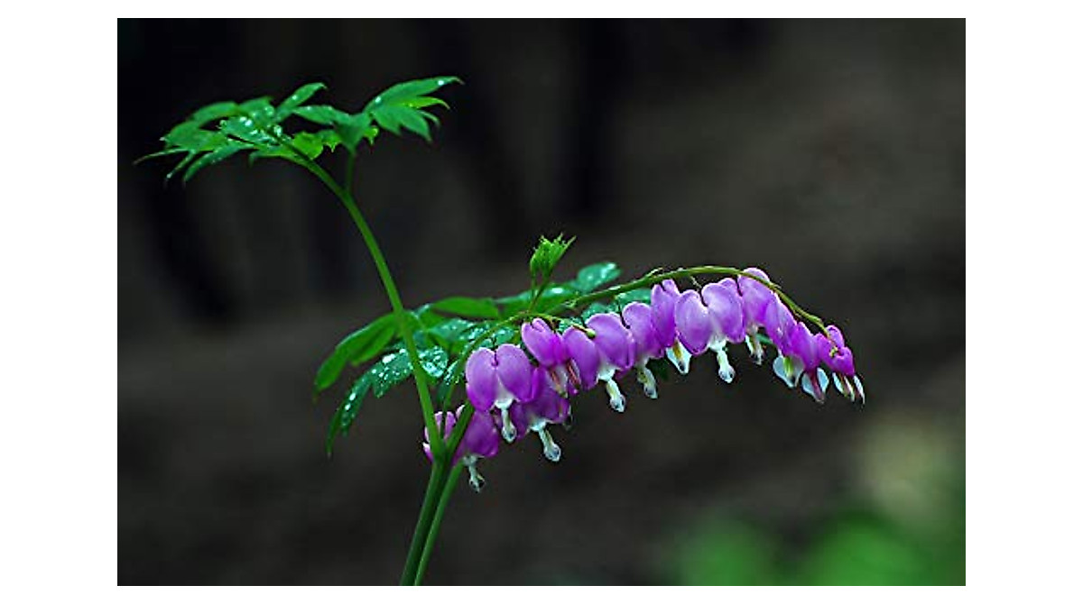 10Pcs Rare Purple Bleeding Heart Seeds Dicentra Spectabilis Flower ...