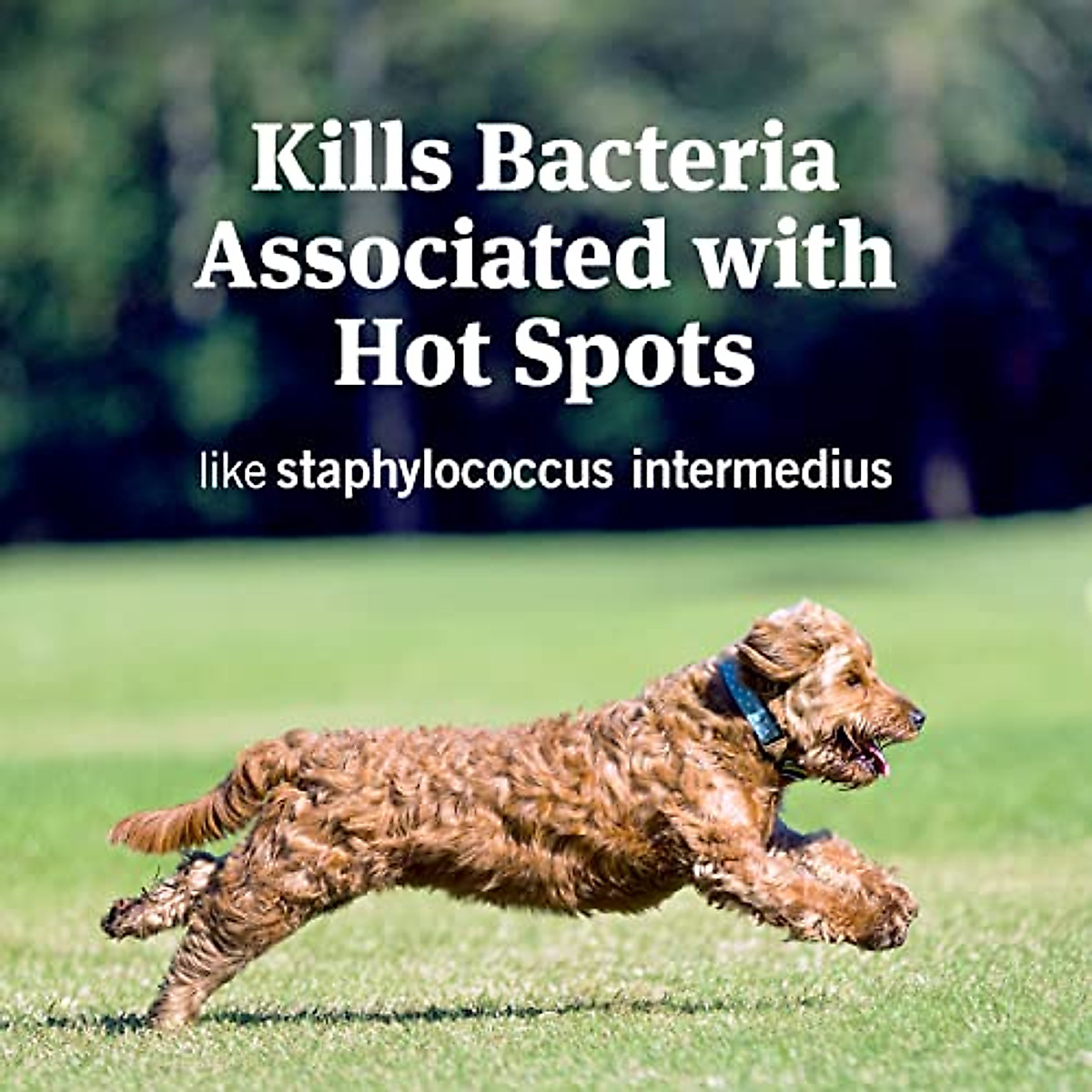 PetArmor Hot Spot Skin Remedy for Dogs, 4 oz