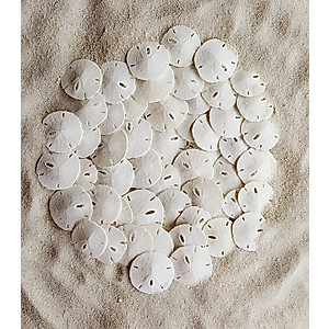 Tumbler Home Small Natural White Sand Dollars - 100 pcs - Wedding Sea Shell for Craft 1 1/4" to 1 1/2" - Real Sanddollars Hand Picked and Packed in Florida