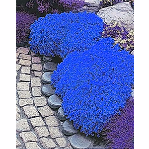 20000+ Blue Creeping Thyme Seeds for Planting Thymus Serpyllum - Heirloom Creeping Thyme Seeds Ground Cover Easy to Plant - Open Pollinated