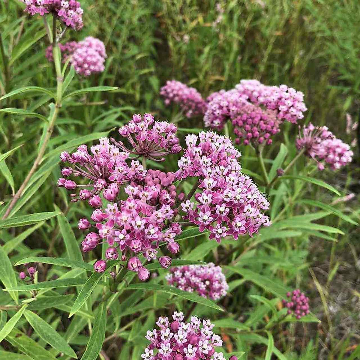 Swamp Milkweed Plant Live Pink Rose Milkweed Asclepias Incarnata Starter Plant Butterfly