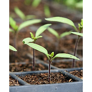 Mosser Lee ML0003 SucSeed Premium Seed Starter 244 cubic inch