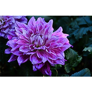 Rare Beautiful Perennial Mixing Color Dahlia Flowers Seeds 100PCS