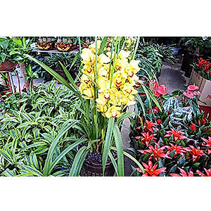 DECORA 18 Gauge Green Floral Stem Wire for Artificial Flower Making 16 inch,50/Package