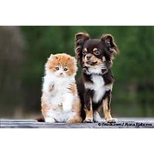 cat Breath freshener Treats - Pets Teeth Health Complex - for Dogs and Cats - Support Oral Care - cat Vitamin b12-2 Bottles (120 Tablets)