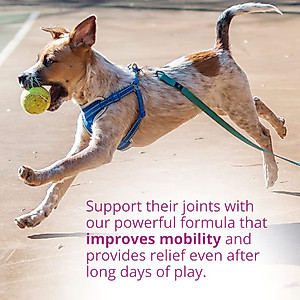 Under the Weather Pet Joint and Hip Powder for Dogs | Vet Formulated Dog Supplements with Glucosamine Antioxidants & Chondroitin for Strong Overall Joint Health | Promotes Good Mobility & Flexibility