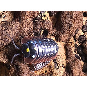 Bugzy Bugs Clown Isopods 10 Count Armadiliidium Klugii Montenegro Roly Poly Insects Cleanup Crew for Terrarium Reptile Pet Food (10 Count)