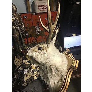 Jackalope Shoulder Head Mount Taxidermy Mounted 4 Point Antlers Professionally Done (Bailey)