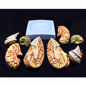 Human Brain Model, Anatomically Accurate Brain Model 8-Part Human Brain Anatomy for Science Classroom Study Display Teaching Medical Model