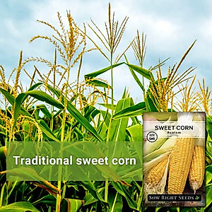 Sow Right Seeds - Bantam Sweet Corn Seed for Planting - Non-GMO Heirloom Packet with Instructions to Plant a Home Vegetable Garden