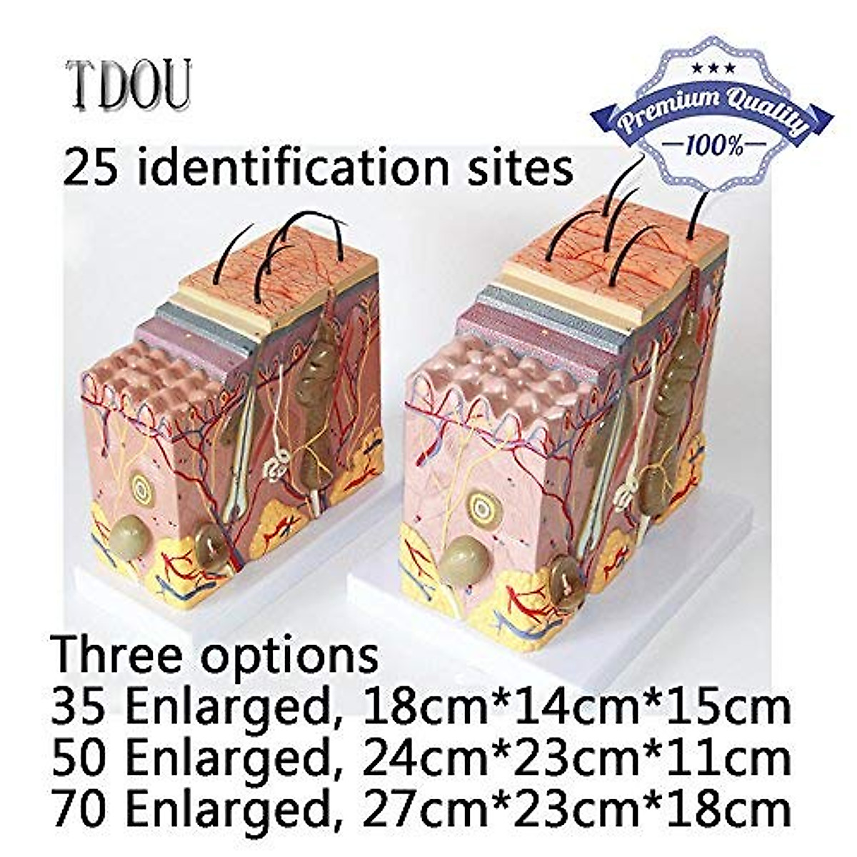 Tdou 50 Times Human Big Anatomical Skin Magnified Tissue Structure Model with Hair 35X/50X/70X Enlarged for Biology Minimally Invasive Cosmetic Surgery Teaching Models