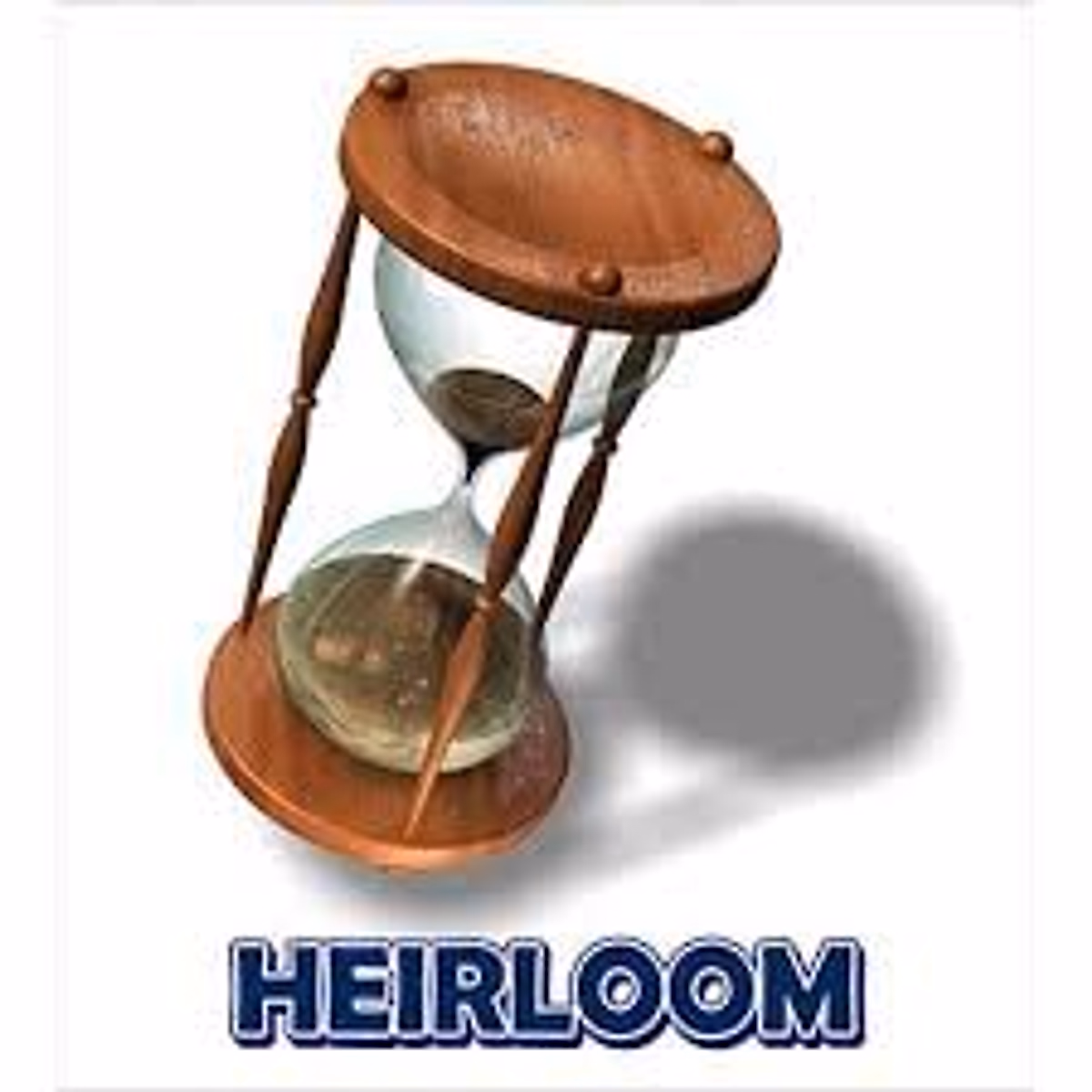 David's Garden Seeds Salsify Sandwich Island Mammoth 6311 (White) 50 Non-GMO, Heirloom Seeds