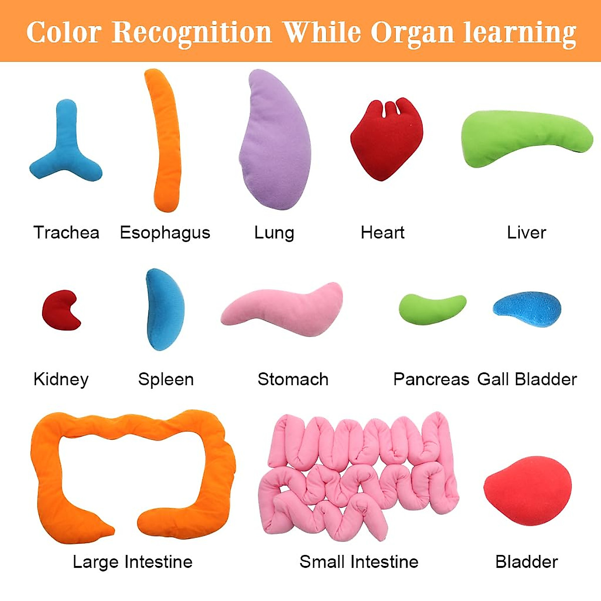 AIPINQI Anatomy Apron,Body Anatomy Apron Kids Human Body Organs Awareness Educational Toys for Children Preschool Science Homeschool Teaching Aids