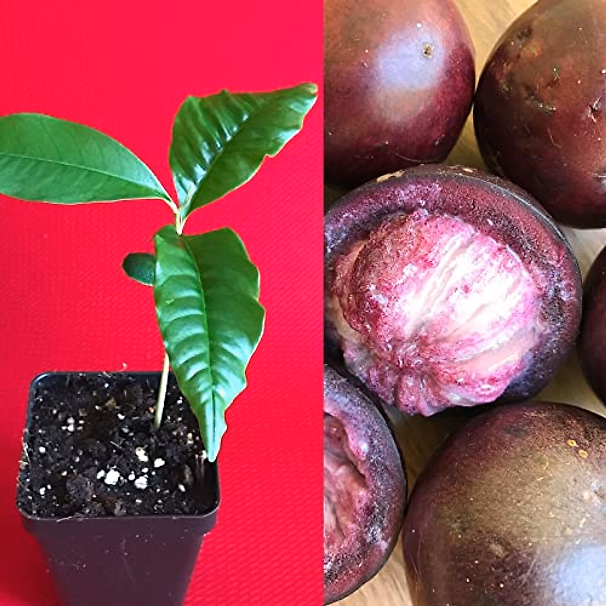 Caimito Purple Star Apple Chrysophyllum cainito Seedling Plant Potted Fruit Tree