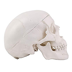 Mini Skull Model - 3 Parts Small Size Human Anatomical Anatomy Medical Teaching Skeleton Head Studying