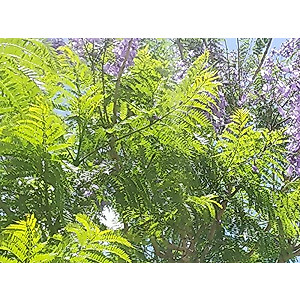 Purple Jacaranda Seeds Jacaranda Mimosifolia Fern Tree Black Poui 20 Seeds