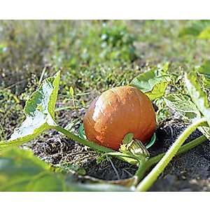 8 Pack - Melon Cradle - Plant & Garden Support Protector for Watermelon, Squash, Pumpkin - Holds up to 8 lbs