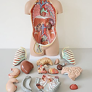 Human Torso Body Model - Anatomical Model Anatomy Human Organs Model 4D Medical School Educational Display Tool For Medical Student Learning For Nursing Training Teaching & Education Supplies 85cm