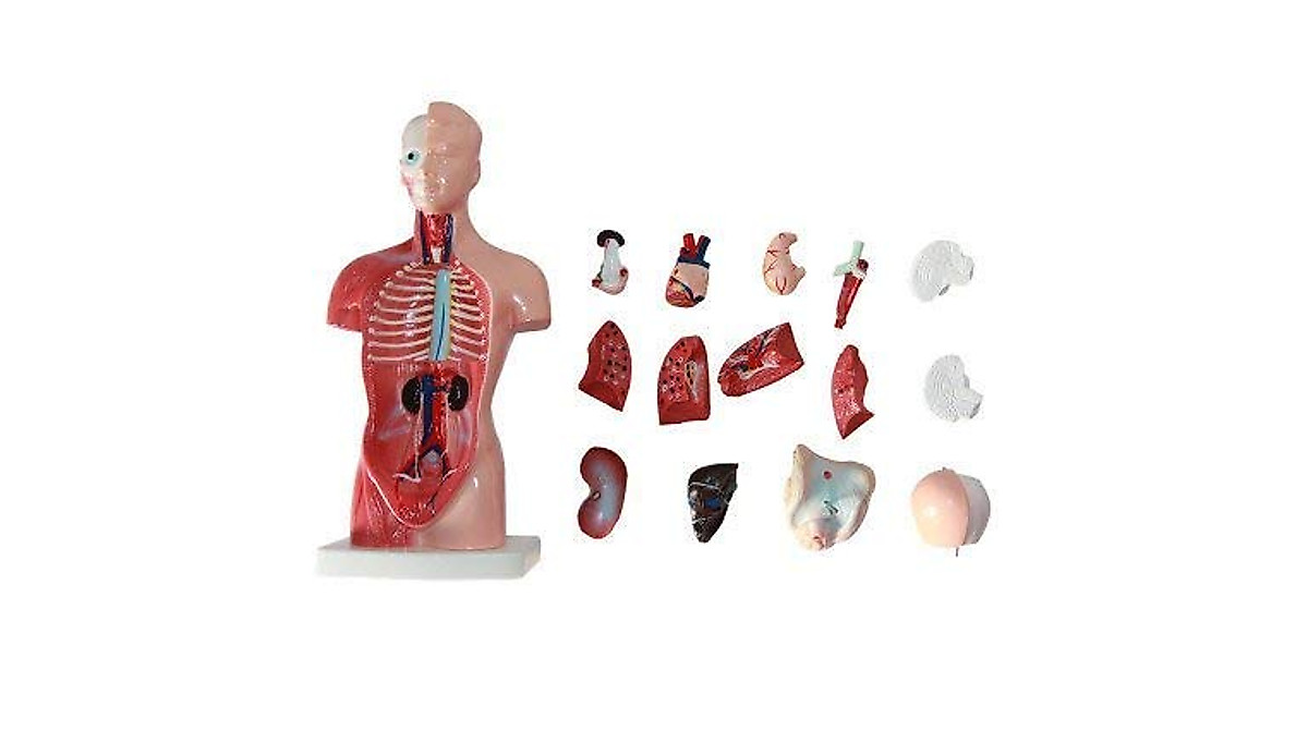 Buy Superply Anatomy Model - 11" Human Torso